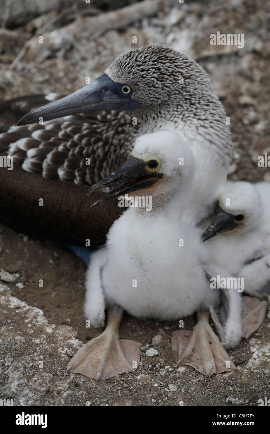 Colony of blue footed boobies hi-res stock photography and images - Alamy