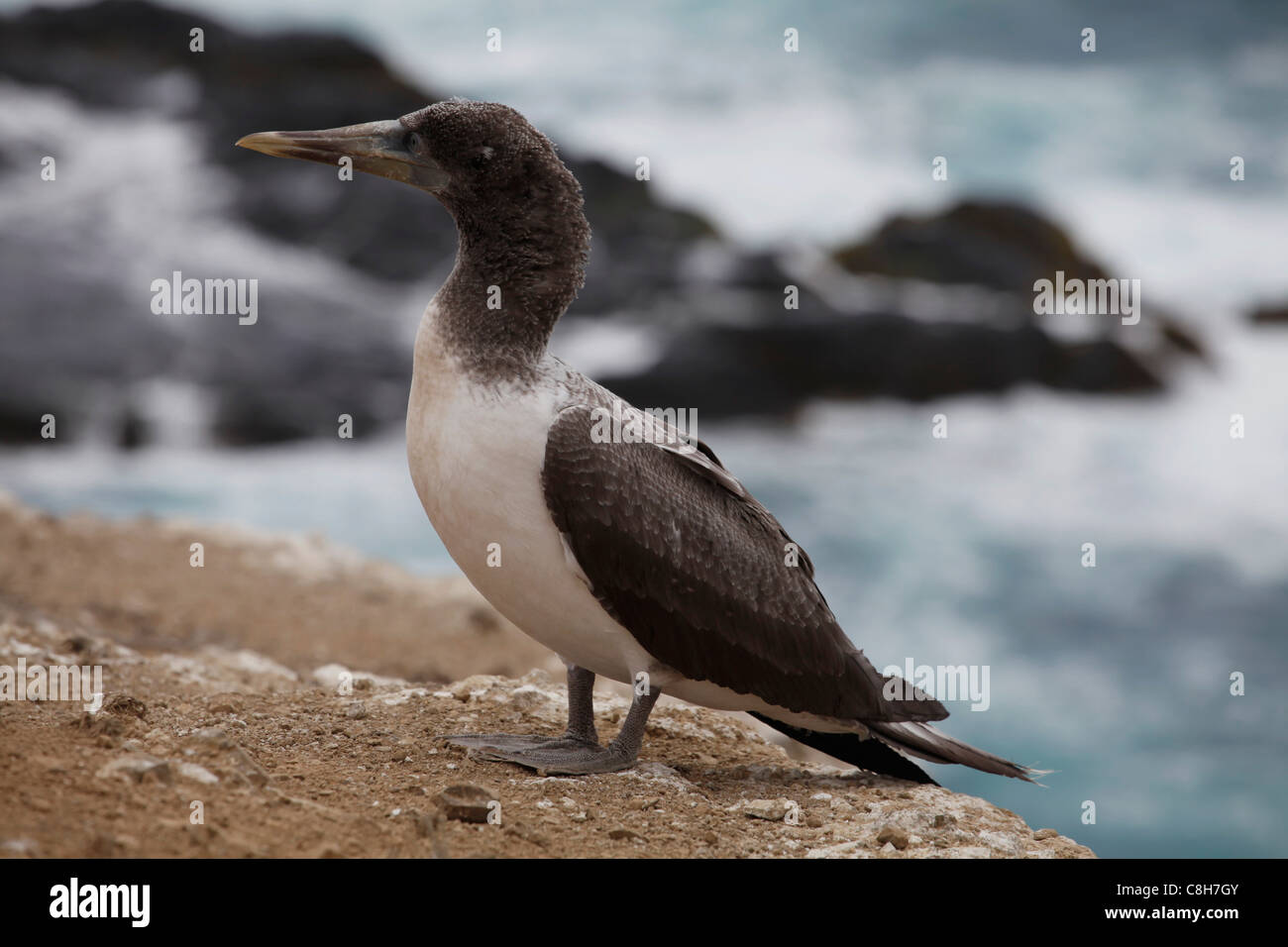 Colony of blue footed boobies hi-res stock photography and images - Alamy