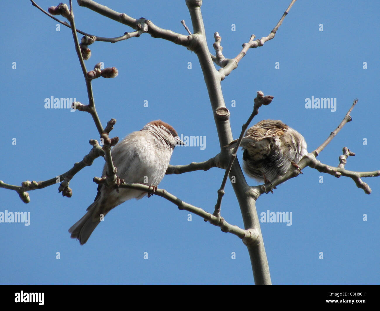 Two sparrows on a branch Stock Photo - Alamy