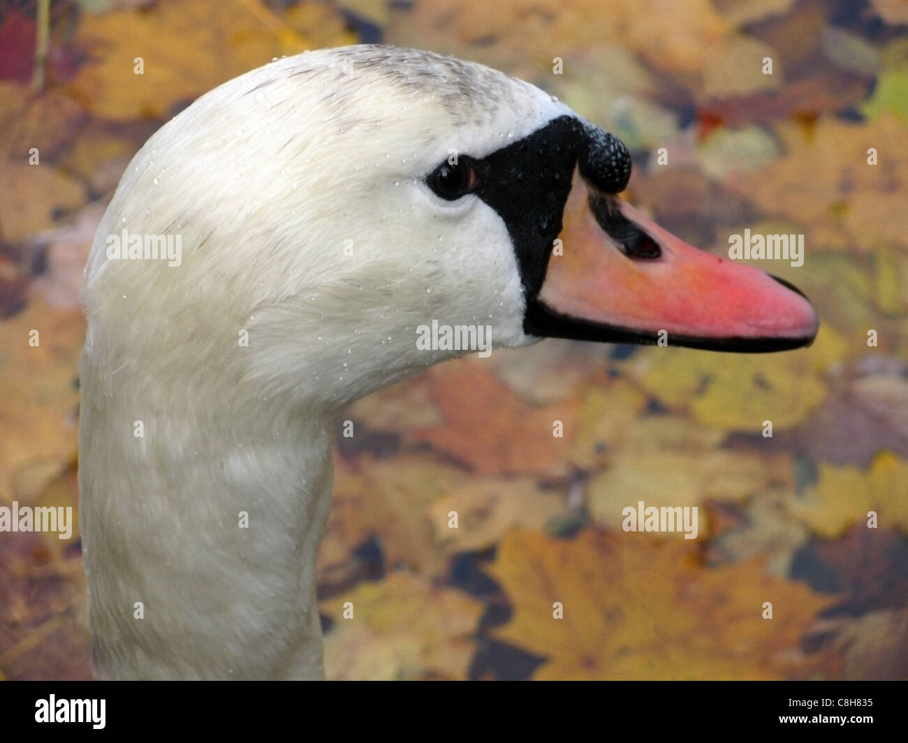 The threatened swan hi-res stock photography and images - Alamy