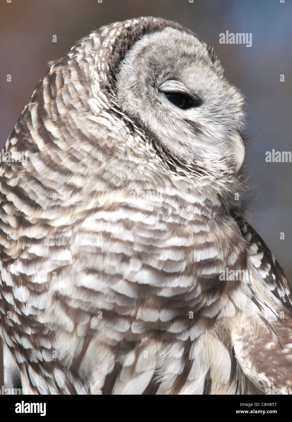Nature photograph of a barred owl hi-res stock photography and images ...