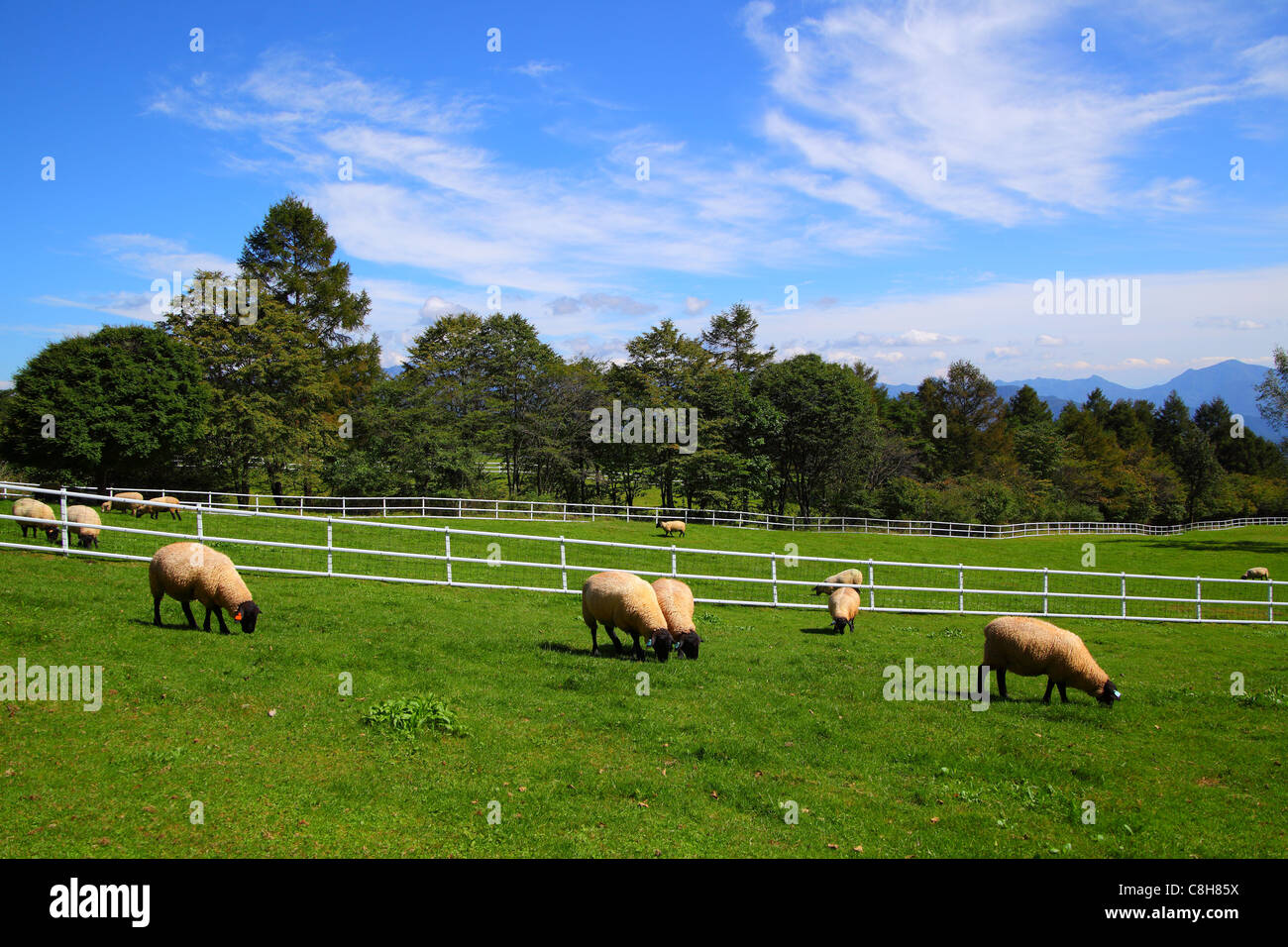 Japanese sheep hi-res stock photography and images - Alamy