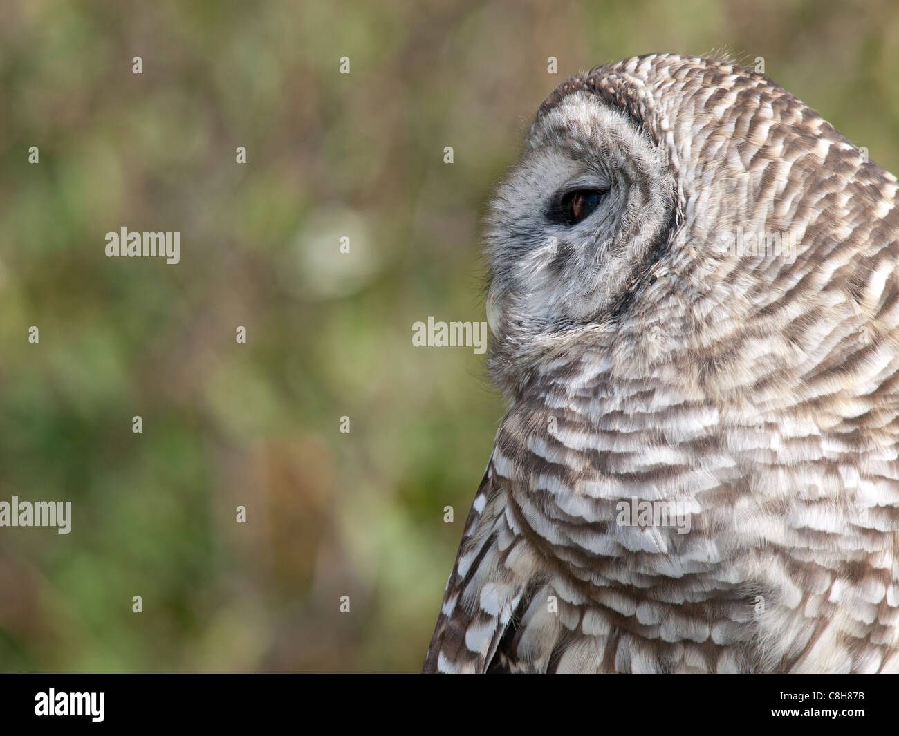 Nature photograph of a barred owl hi-res stock photography and images ...