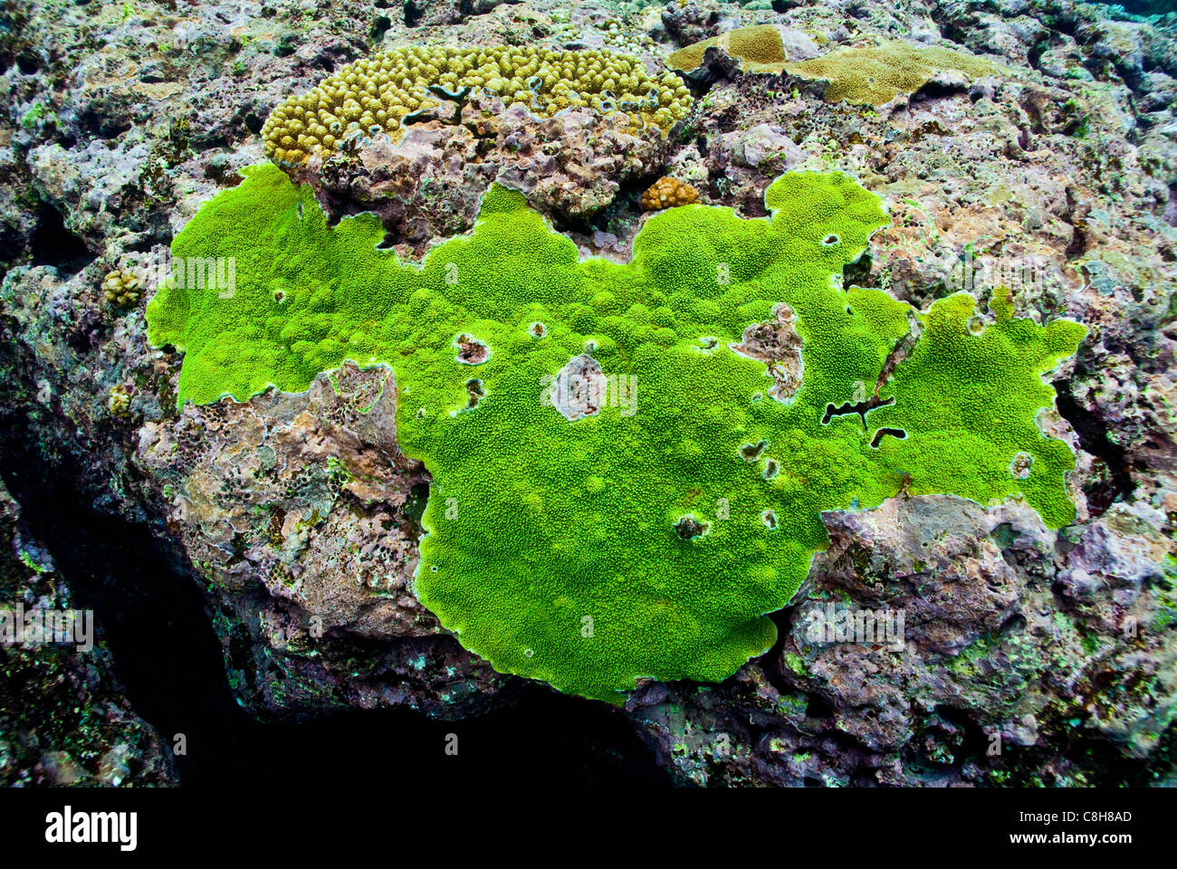 A bright green coral encrusting the surface of a tropical coral reef ...
