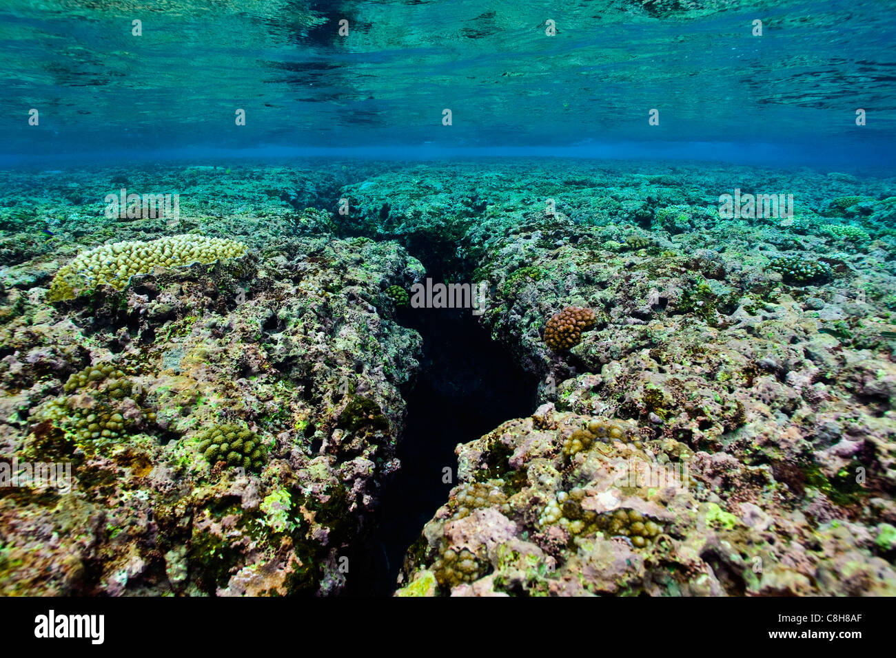 Underwater canyon hi-res stock photography and images - Alamy