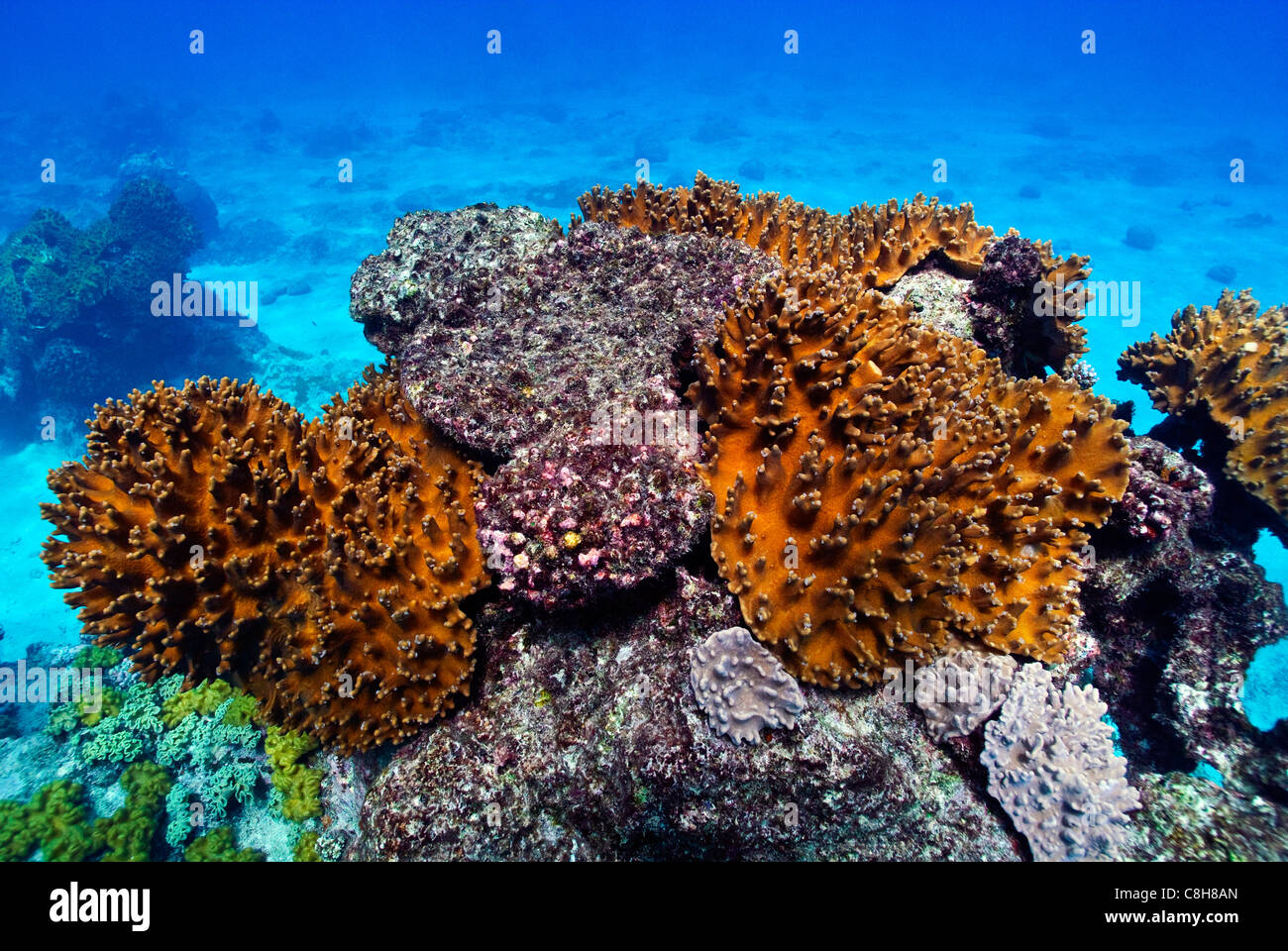 A bright orange coral encrusting the surface of a tropical coral reef ...