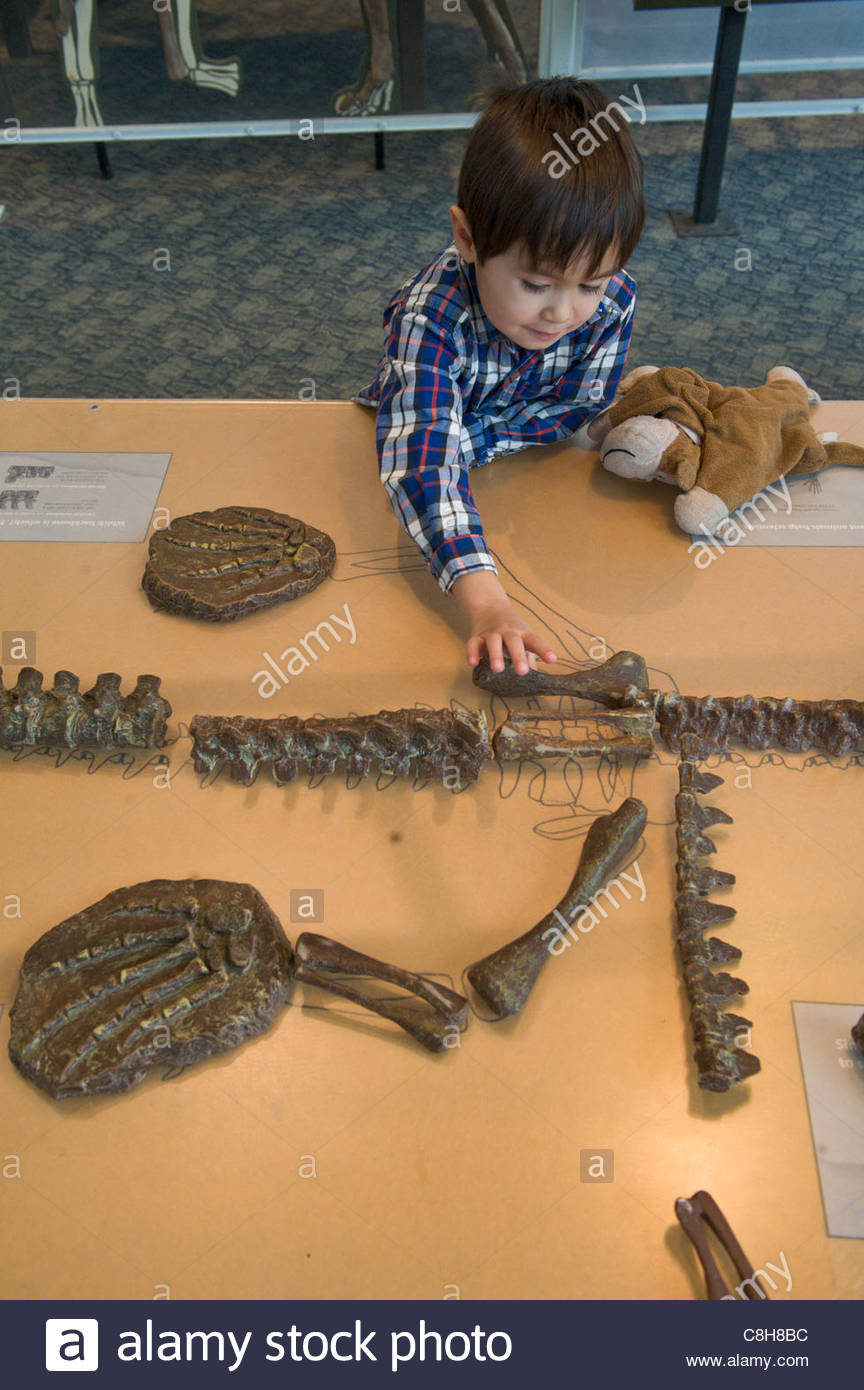 Dinosaur Bones High Resolution Stock Photography and Images - Alamy