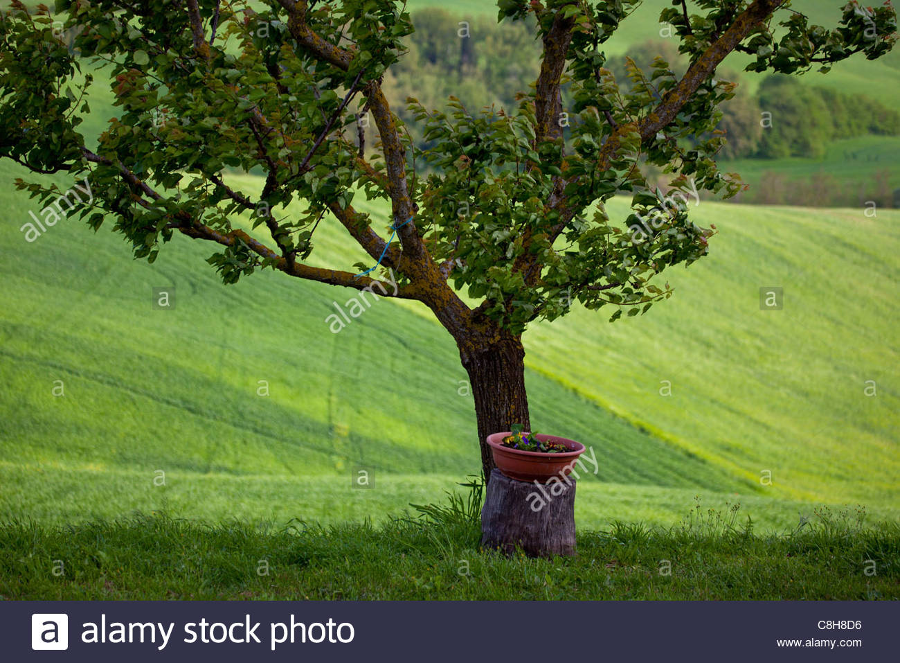 An Olive tree in spring Stock Photo - Alamy
