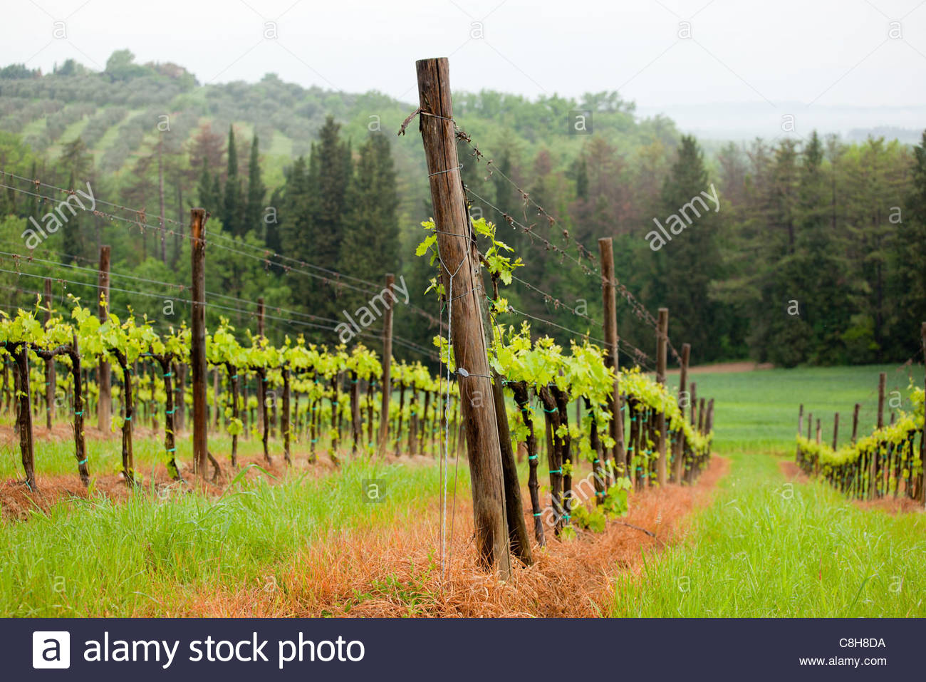 A Tuscan Olive orchard in a spring rain Stock Photo - Alamy