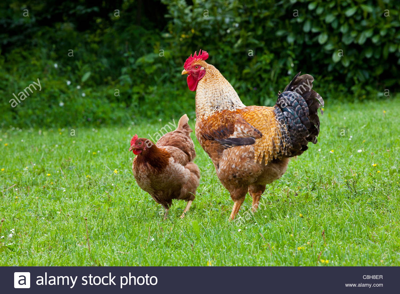A rooster and hen Stock Photo - Alamy
