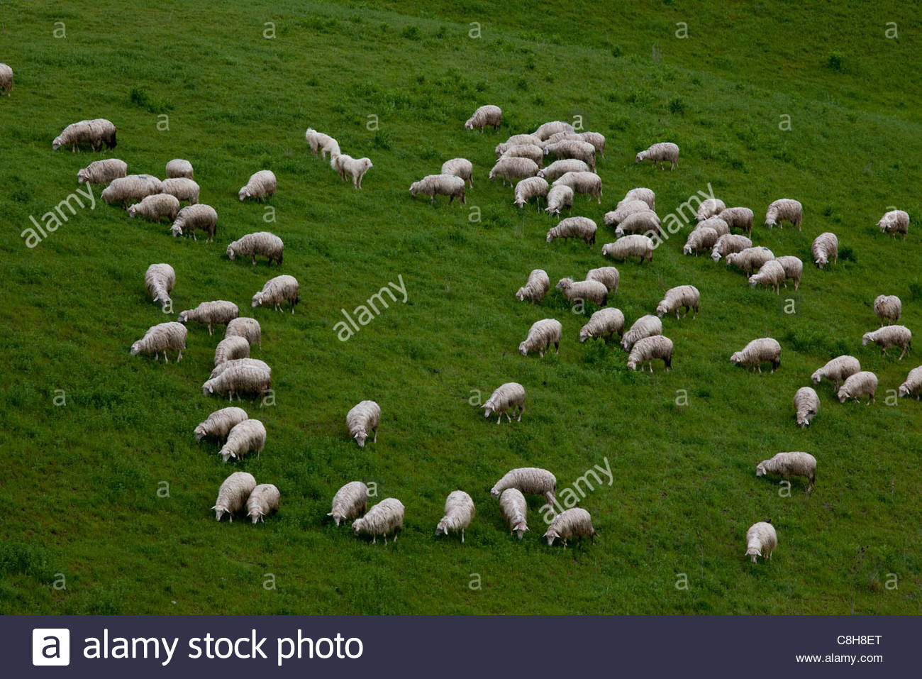 Sheep Dogs guard a flock Stock Photo - Alamy