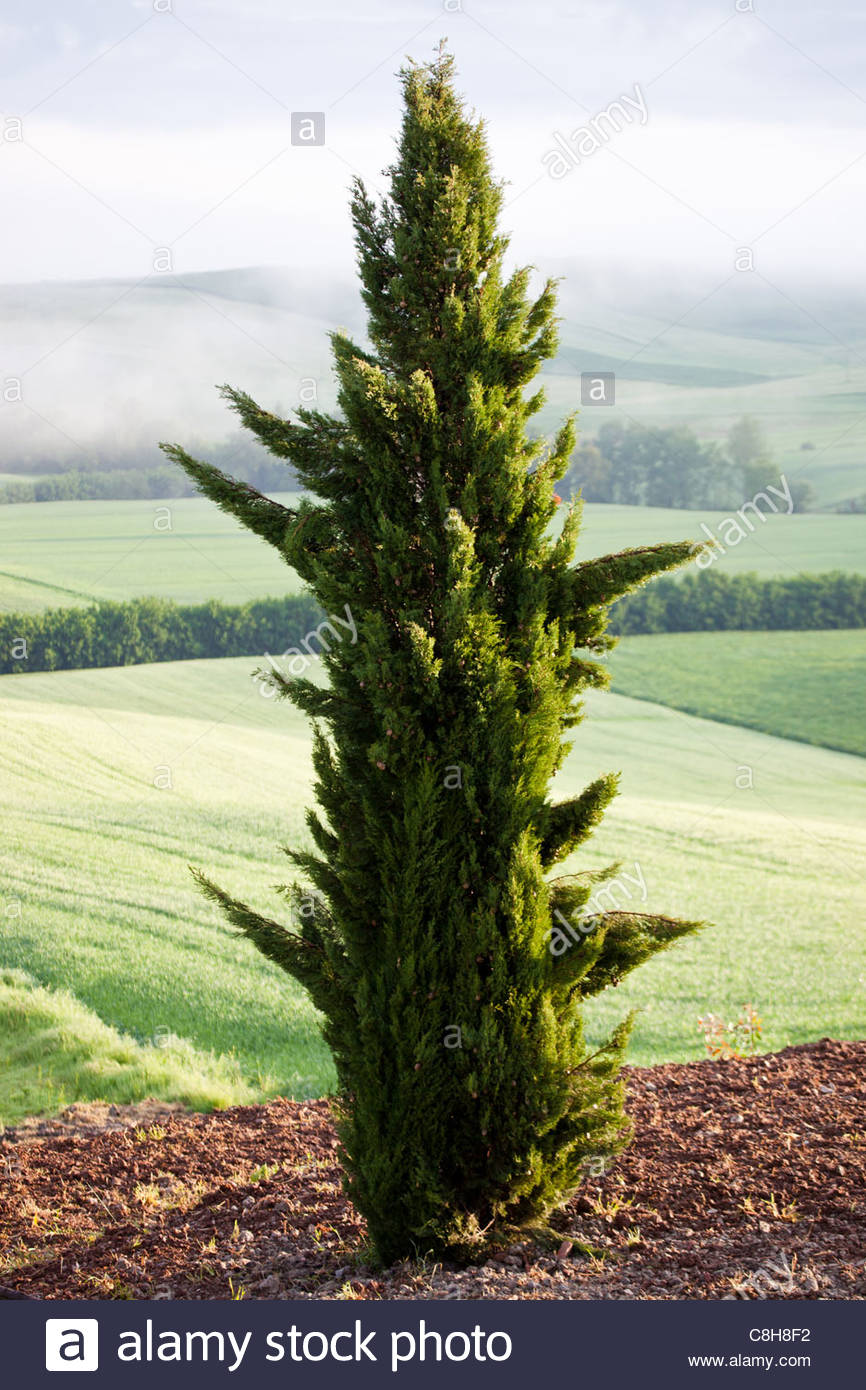 A young Cypress tree grows in the Tuscan countryside Stock Photo - Alamy