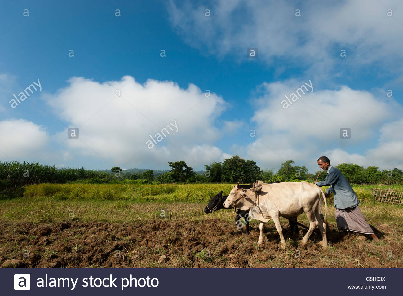 Drying Out Rice Stock Photos & Drying Out Rice Stock Images - Alamy