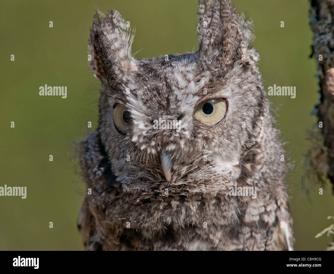Close up of the head of a Gray Screech Owl Stock Photo - Alamy