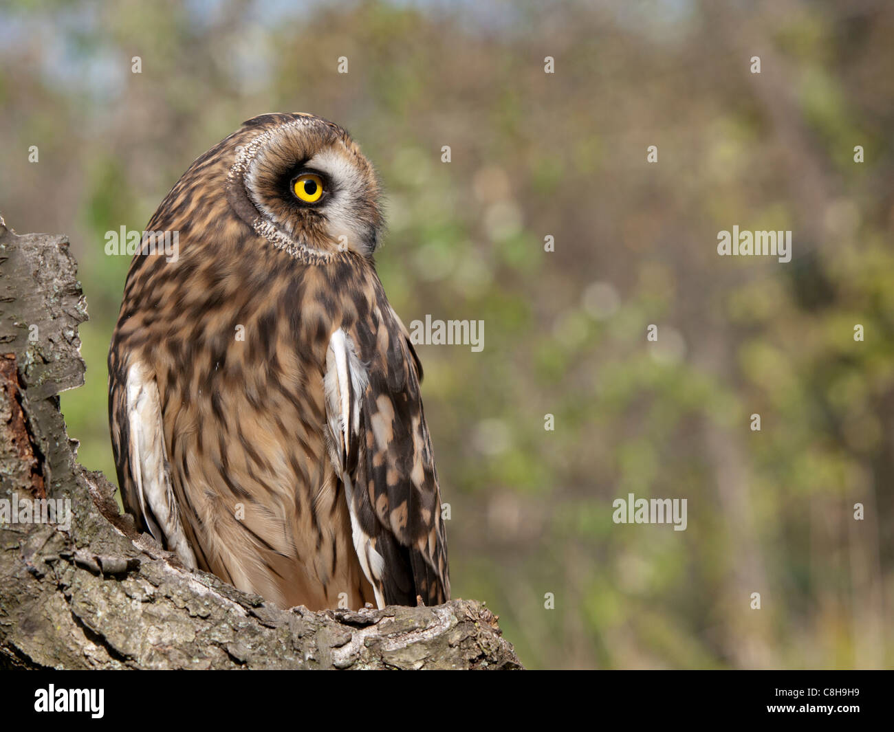Short Eared Owl perched on a tree trunk on an Autumn day Stock Photo ...