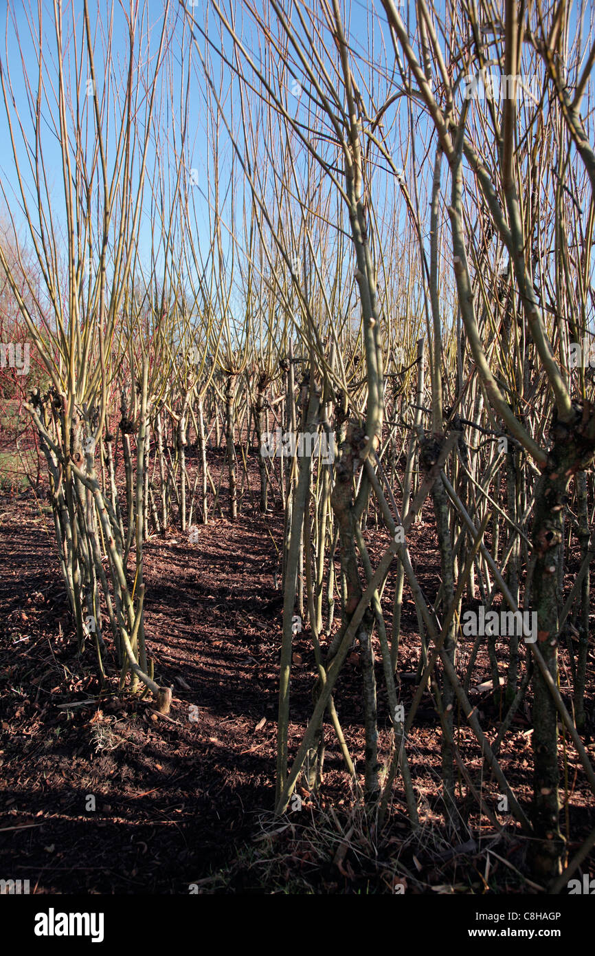 Willow cuttings hi-res stock photography and images - Alamy