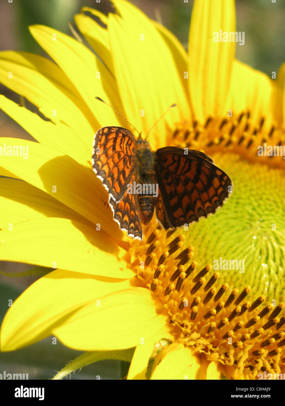 Field butterfly hi-res stock photography and images - Alamy