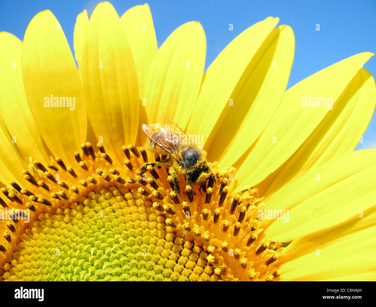 Bee on sunflower Stock Photo - Alamy