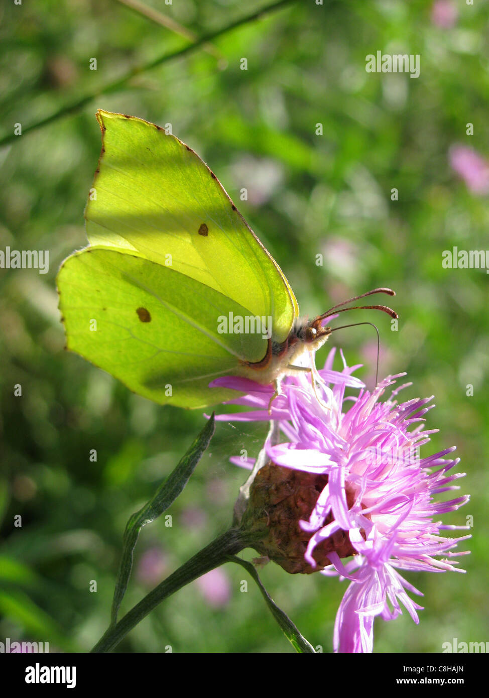 Brimstone butterfly yellow hi-res stock photography and images - Alamy