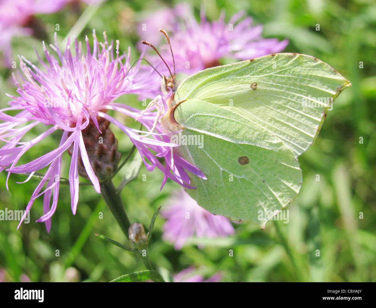 Yellow butterfly hi-res stock photography and images - Alamy