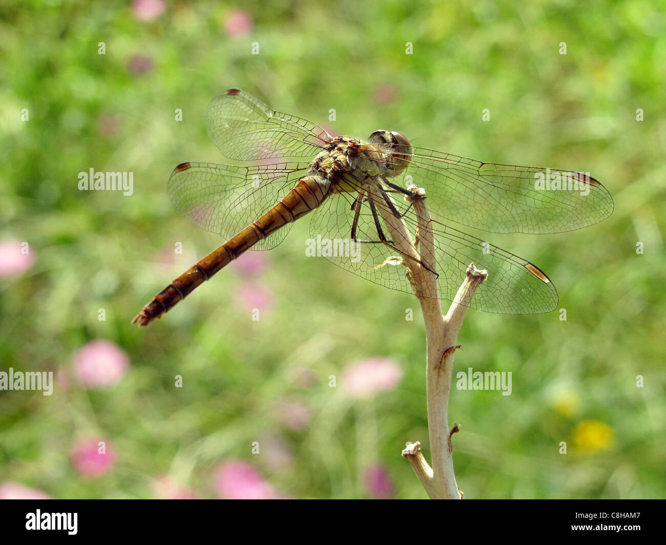Dragonfly with wings open hi-res stock photography and images - Alamy