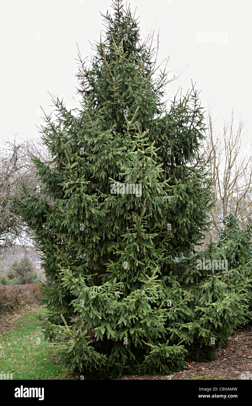 Picea Abies Stock Photos & Picea Abies Stock Images - Alamy