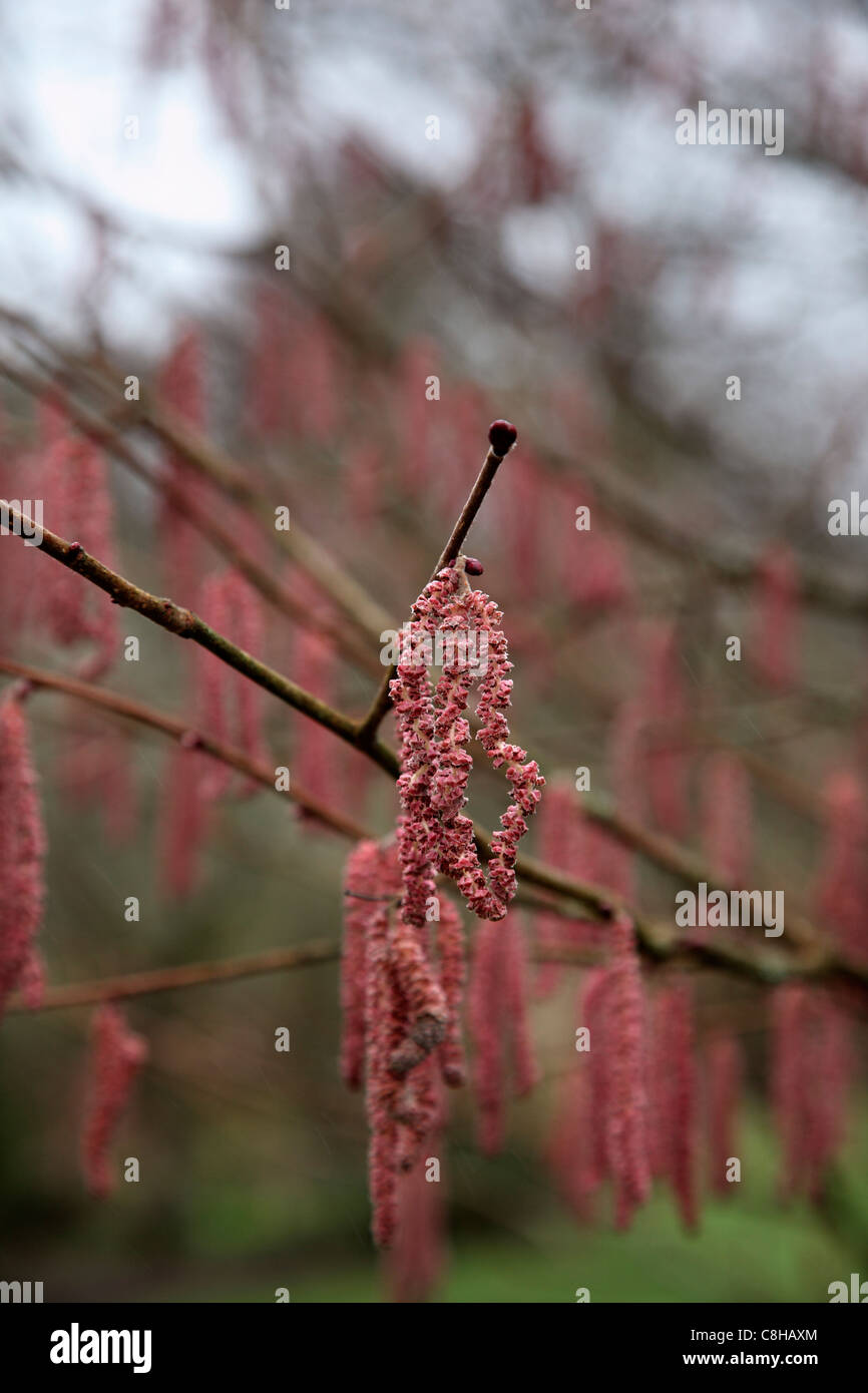 Catkins - Corylus maxima 'Purpurea' AGM - Purple Filbert Stock Photo ...