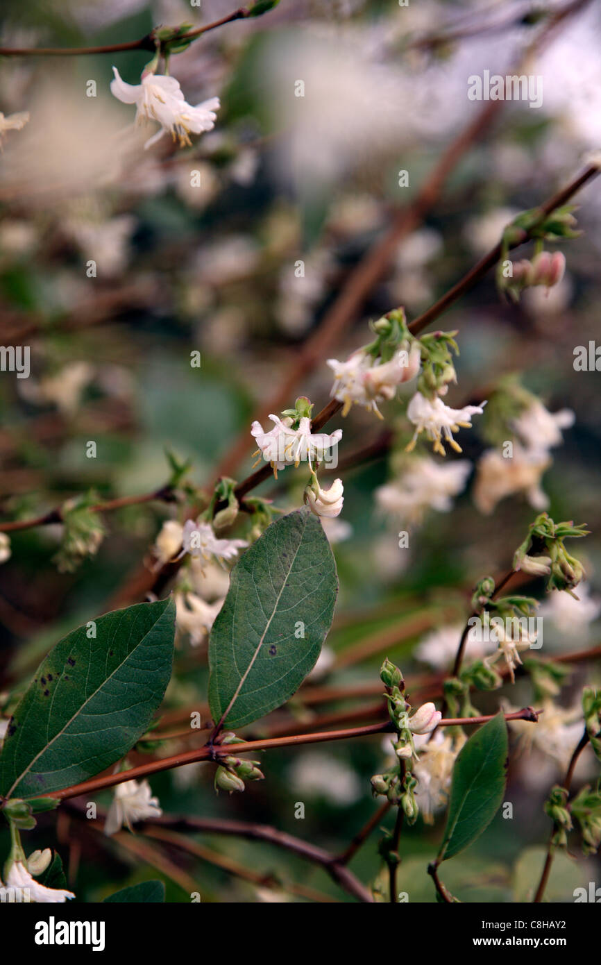 Winter honeysuckle lonicera x purpusii hi-res stock photography and ...