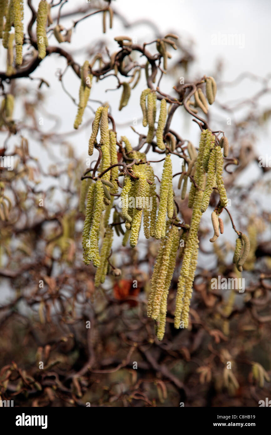 Twisted hazel tree hi-res stock photography and images - Alamy