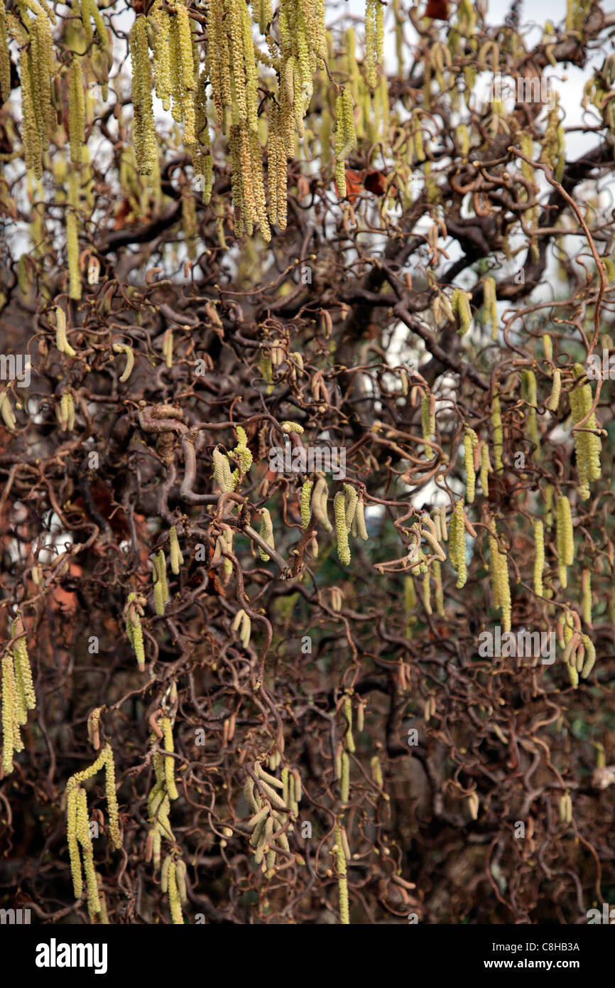 Twisted hazel tree hi-res stock photography and images - Alamy