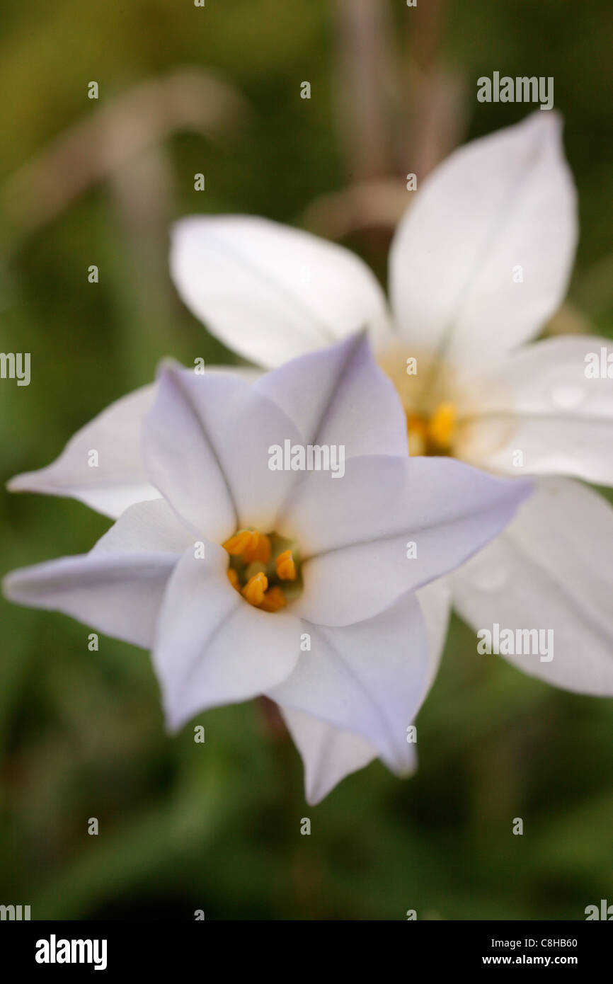 White ipheion hi-res stock photography and images - Alamy