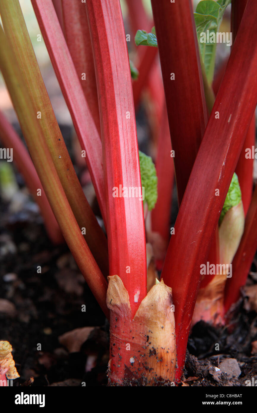 Rheum x hybridum 'Timperley Early in mid March Stock Photo - Alamy