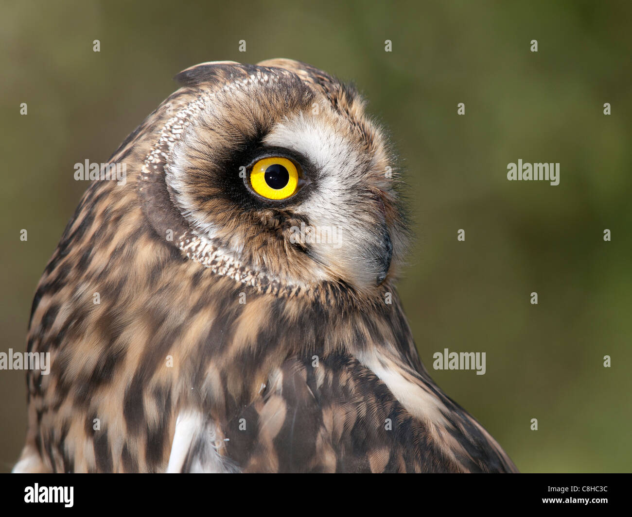 Close up of a Short-Eared Owl's beautiful head. He is looking to the ...