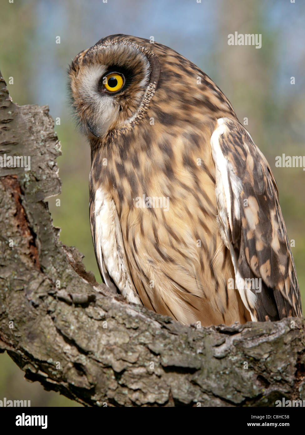 Owl looking down hi-res stock photography and images - Alamy