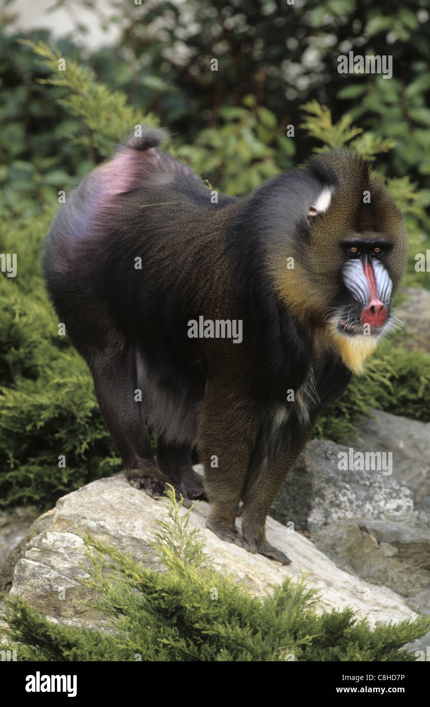 Mandrill, ape, monkey, animal, mandrillus sphinx, Cameroon, Cameroun ...
