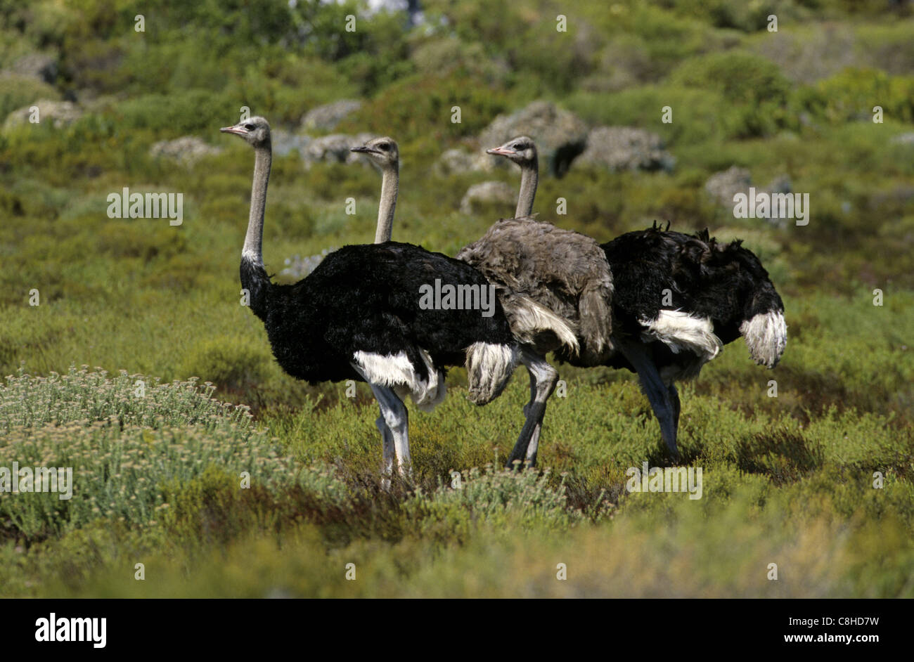 Ostrich, bird, animal, Struthio camelus, Cape of Good Hope, Nature ...