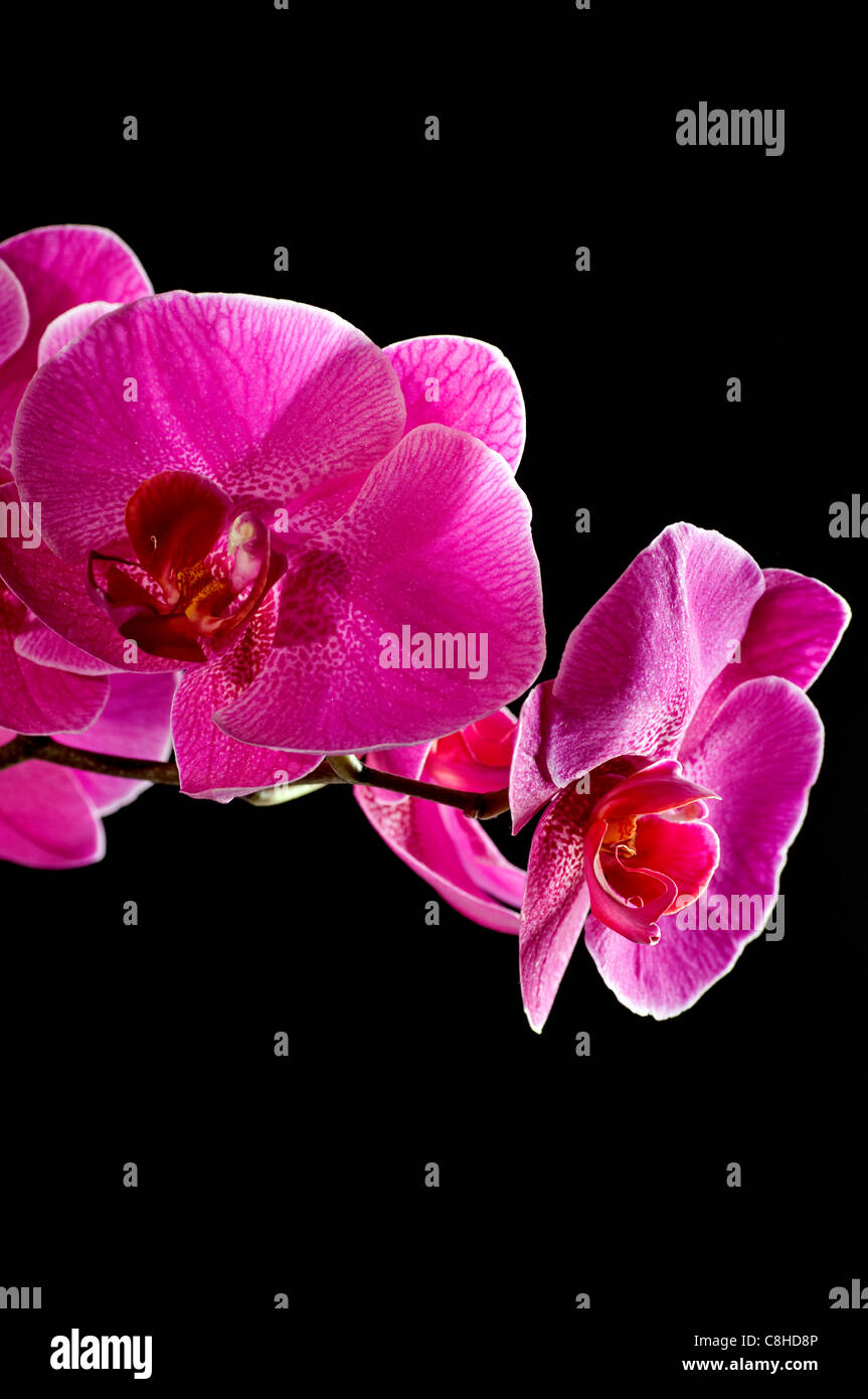 pink orchid on black background Stock Photo - Alamy