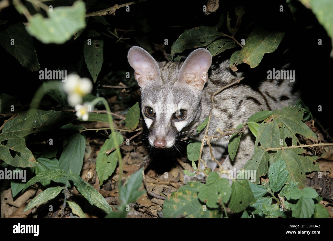 Small-spotted Genet, Genetta genetta, animal, Kruger, National Park ...