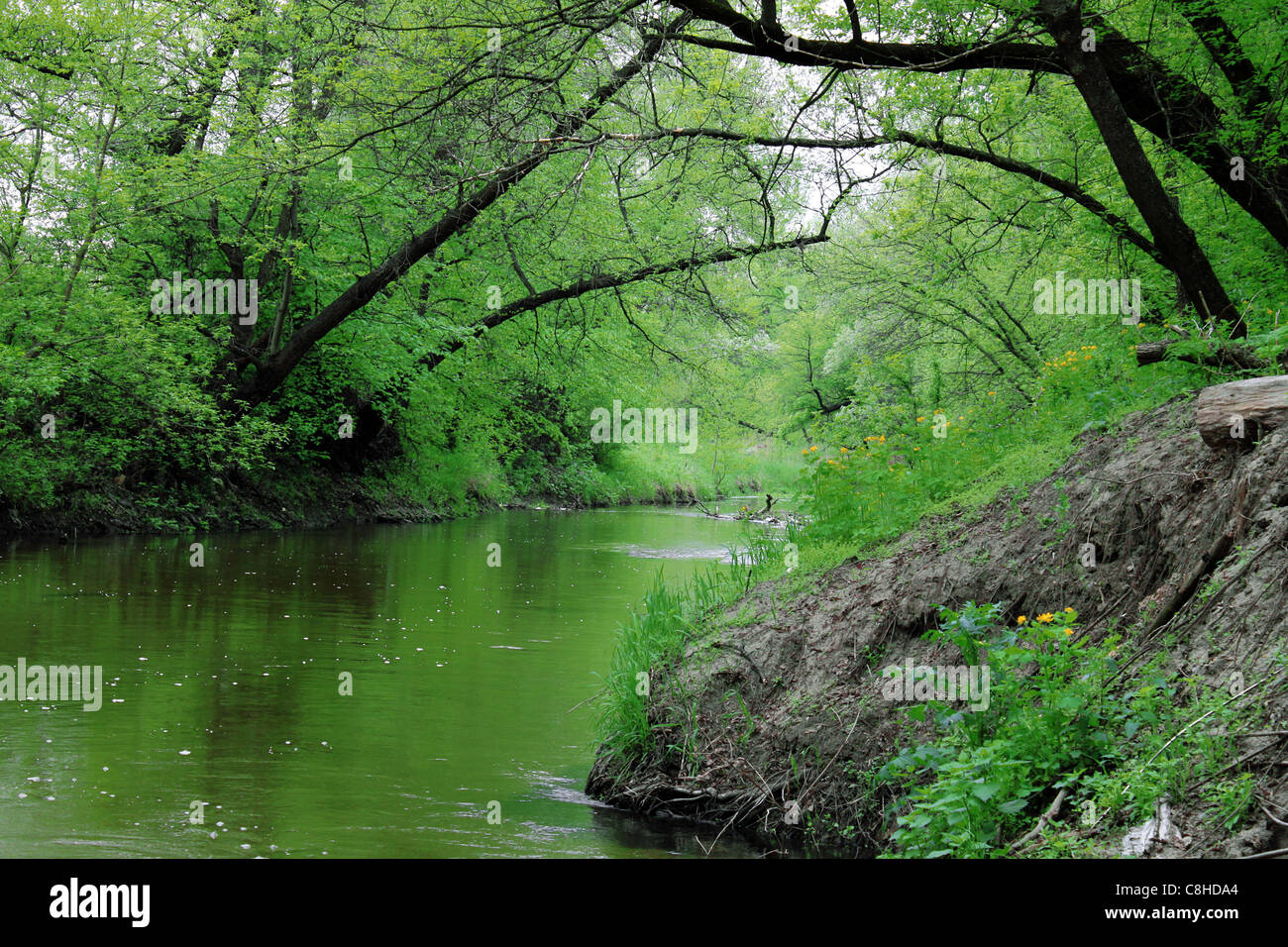 river and forest Stock Photo - Alamy