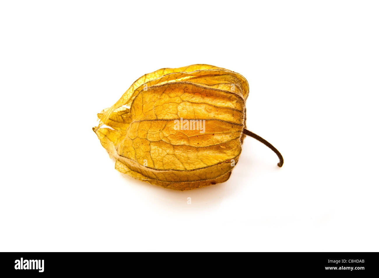 Physalis fruit isolated on a white studio background Stock Photo - Alamy