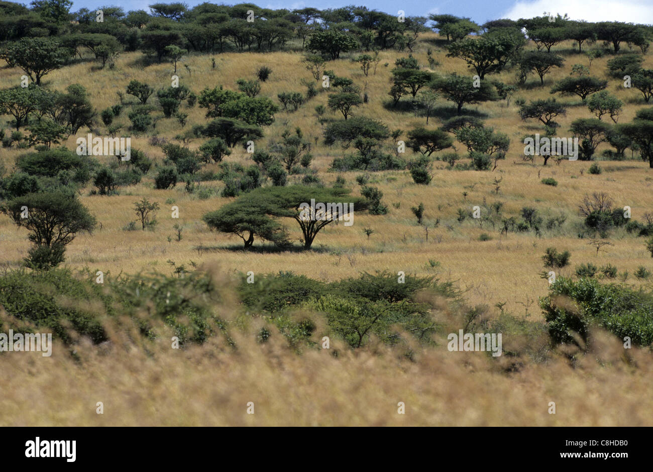 Umfolozi national park hi-res stock photography and images - Alamy