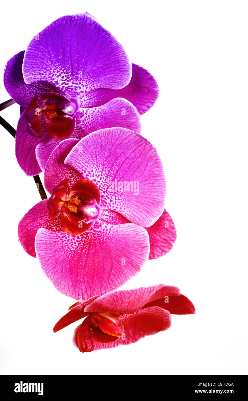 Rainbow orchid on white background Stock Photo - Alamy