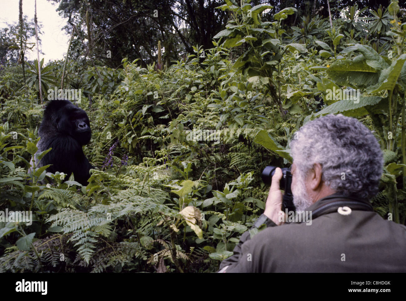 photographer, Mountain Gorilla, gorilla, ape, monkey, animal, Gorilla ...