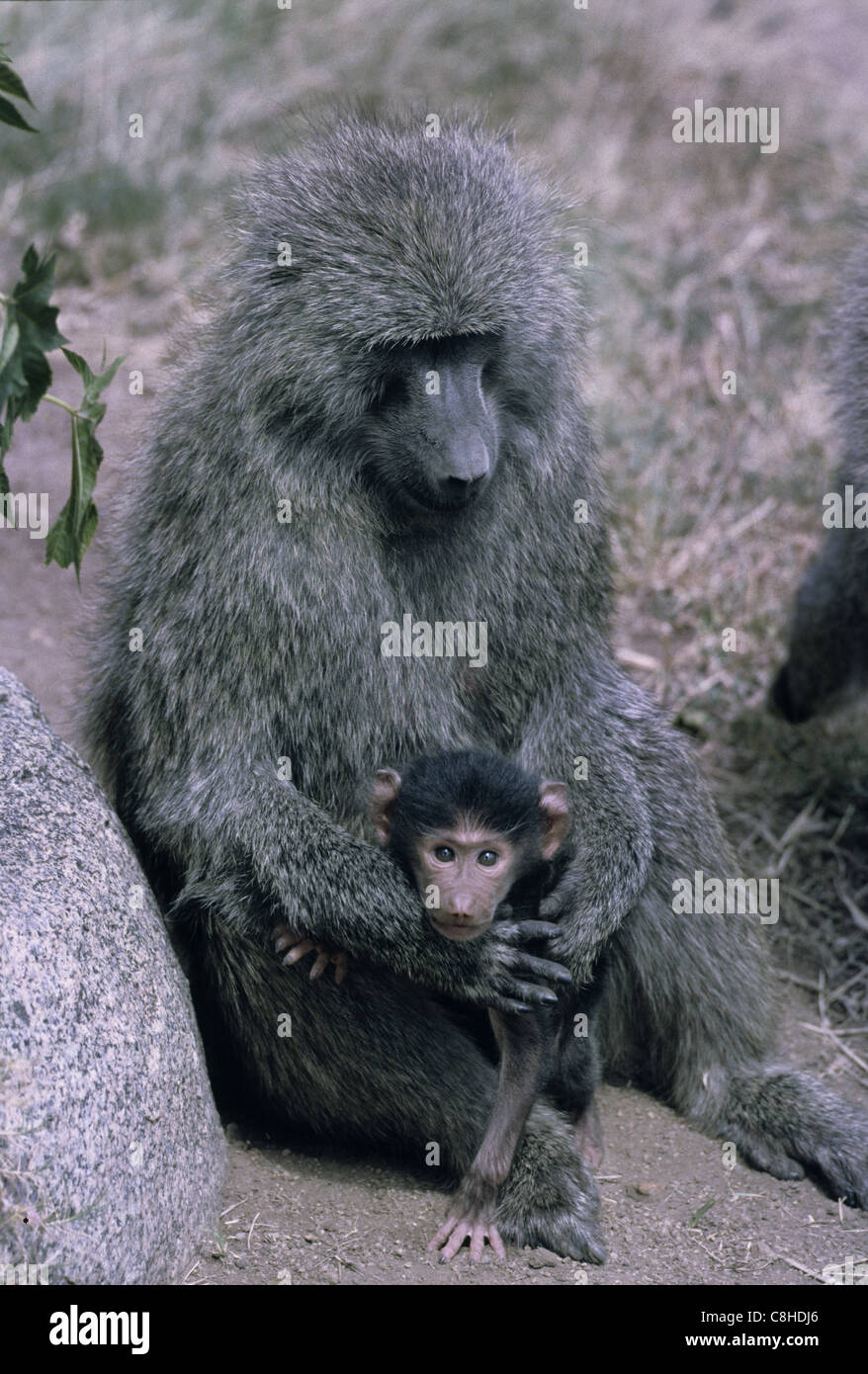 Olive Baboon, Papio anubis, animal, ape, monkey, Tanzania, Africa Stock ...