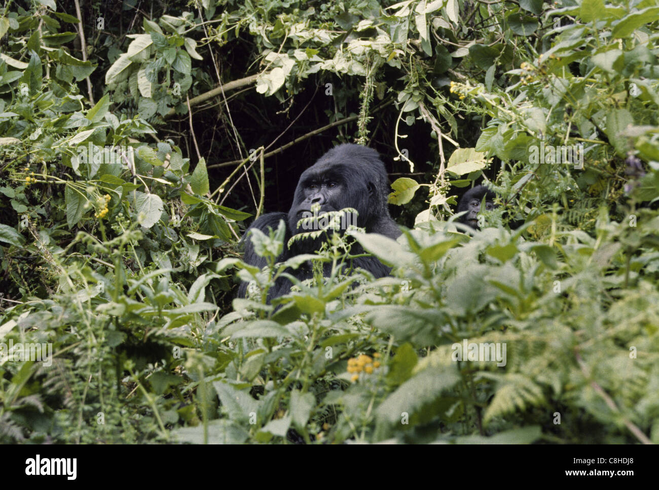 Mountain Gorilla, gorilla, ape, monkey, animal, Gorilla gorilla ...