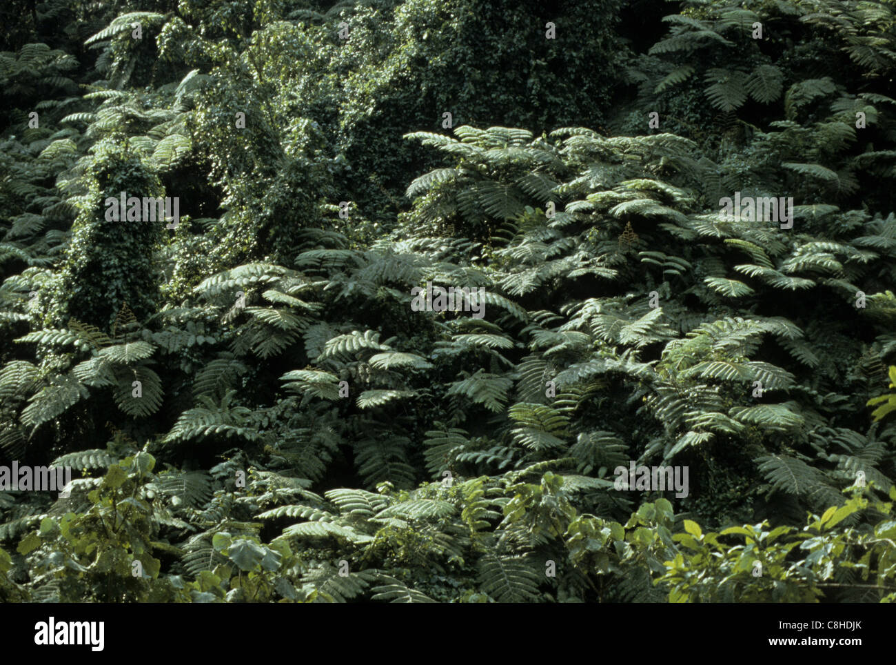 Foresta di congo hi-res stock photography and images - Alamy