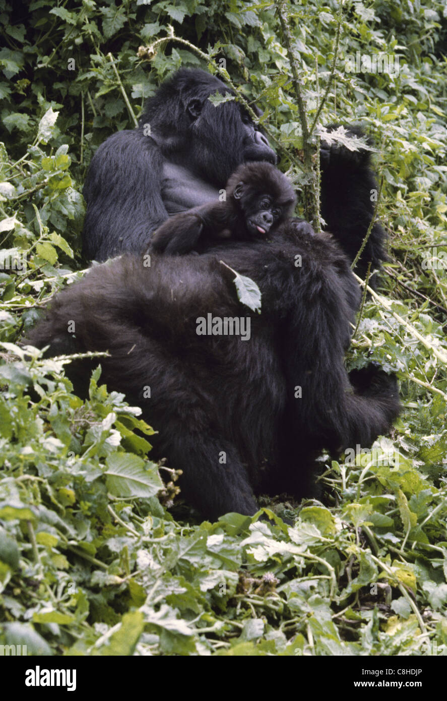 Mountain Gorilla, gorilla, ape, monkey, animal, Gorilla gorilla ...