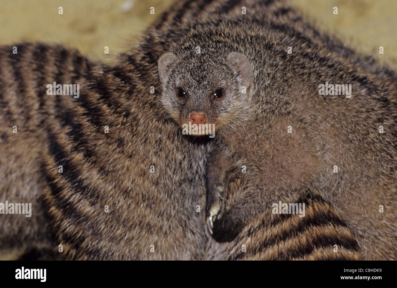 Banded Mongoose, animal, Mungos mungo, Zebramanguste, Africa Stock ...