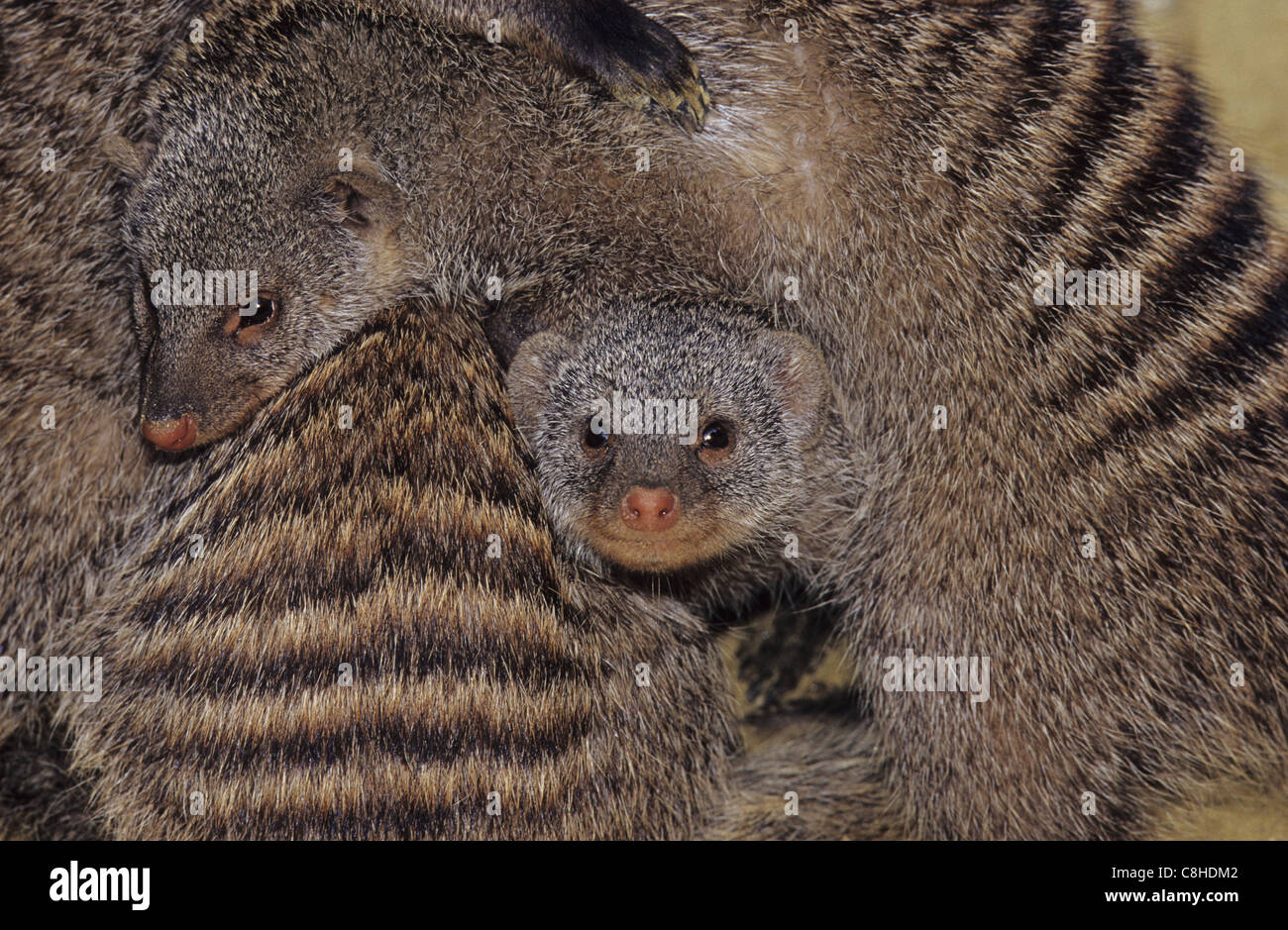 Mongoose mungo hi-res stock photography and images - Alamy