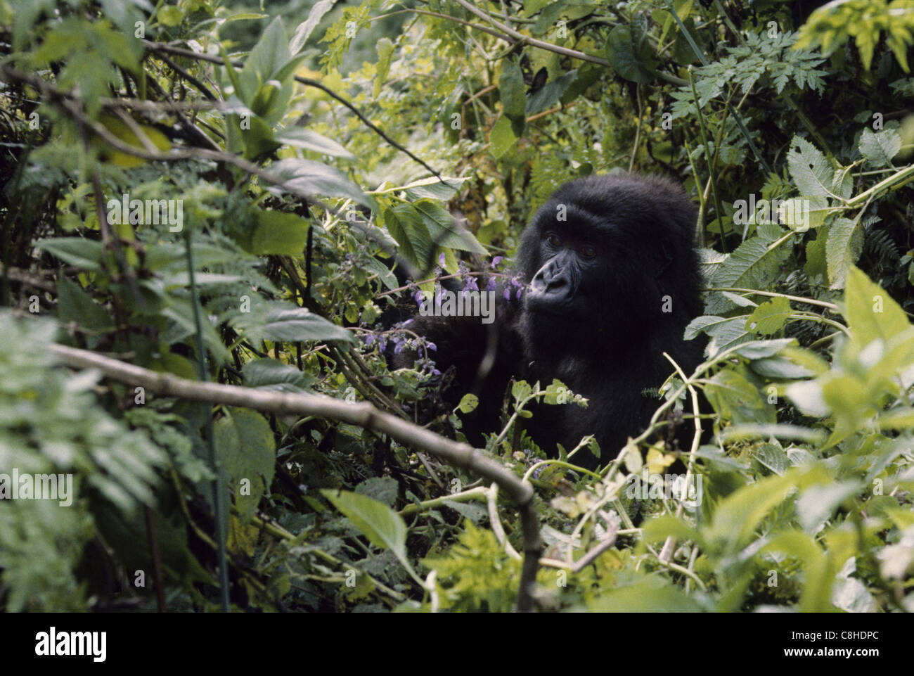 Mountain Gorilla, gorilla, ape, monkey, animal, Gorilla gorilla ...